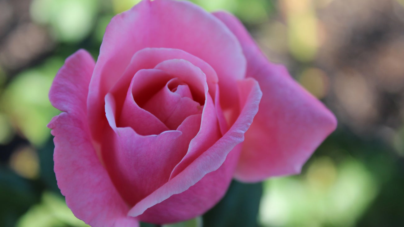 The Queen Elizabeth Rose | Australia Post Collectables