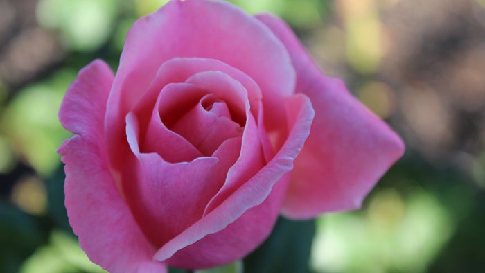 The Queen Elizabeth Rose | Australia Post Collectables